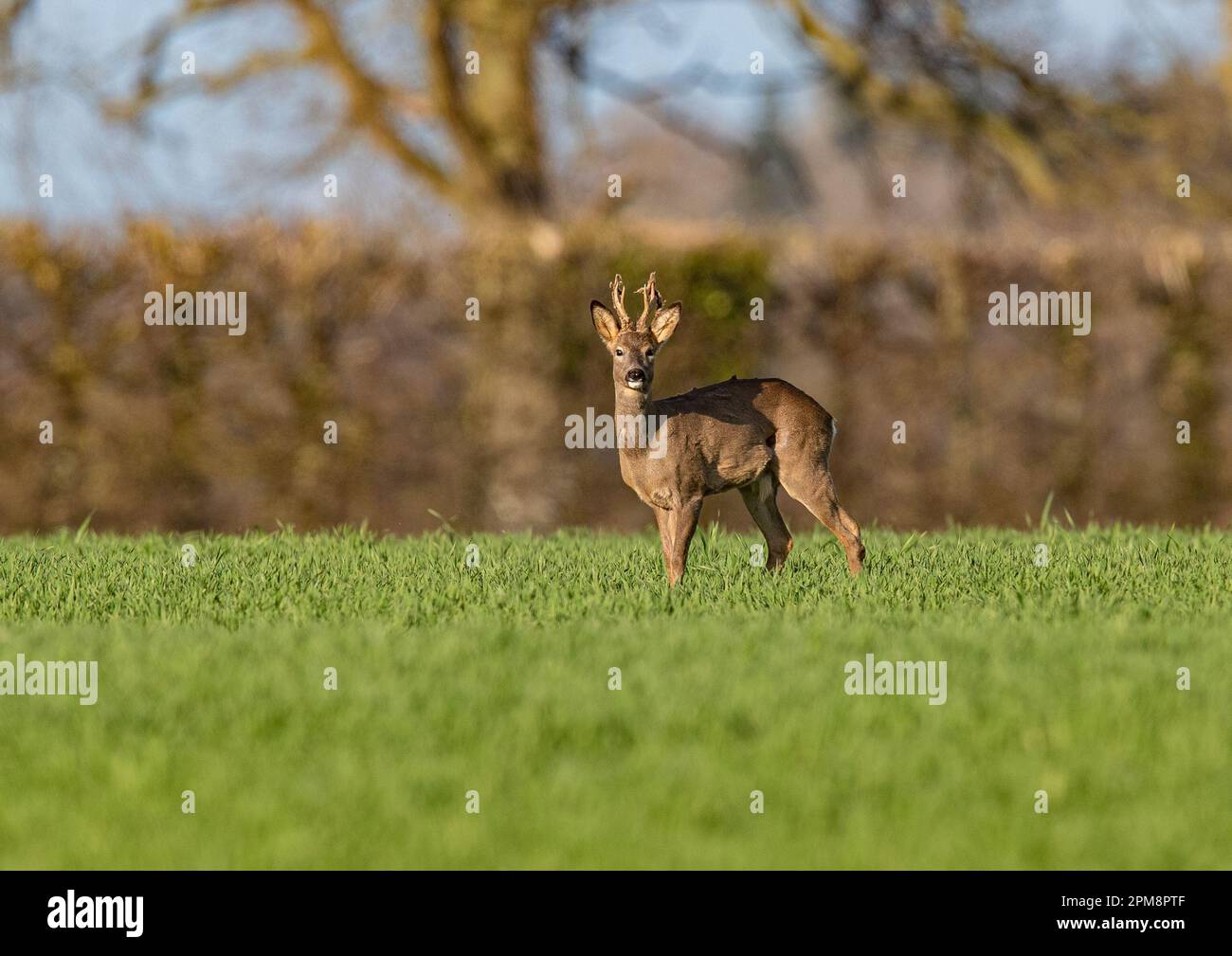 A male Roe Deer (Capreolus capreolus) showing how the antlers shed ...