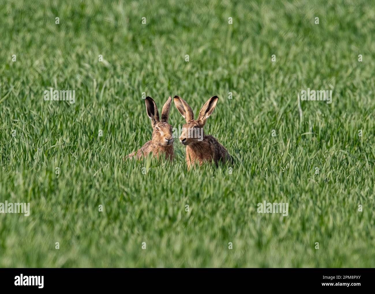 Intimate behaviour hi-res stock photography and images - Alamy