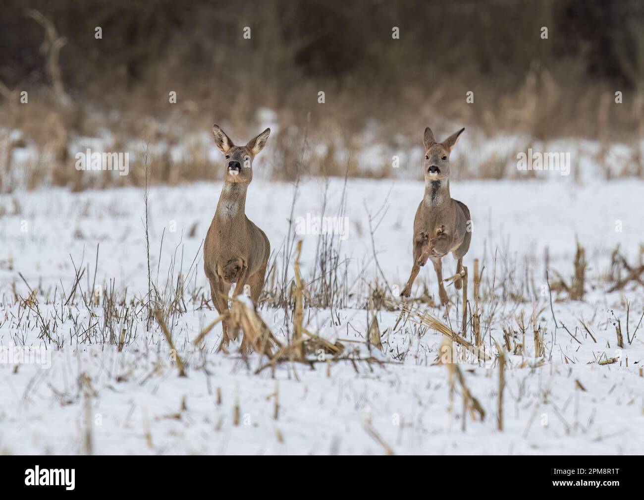 We have lift off. A pair of Roe Deer (Capreolus capreolus) leaping and ...