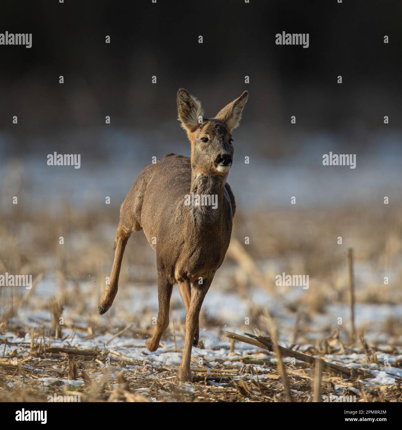 A close up of a Roe Deer (Capreolus capreolus) sprinting across the ...