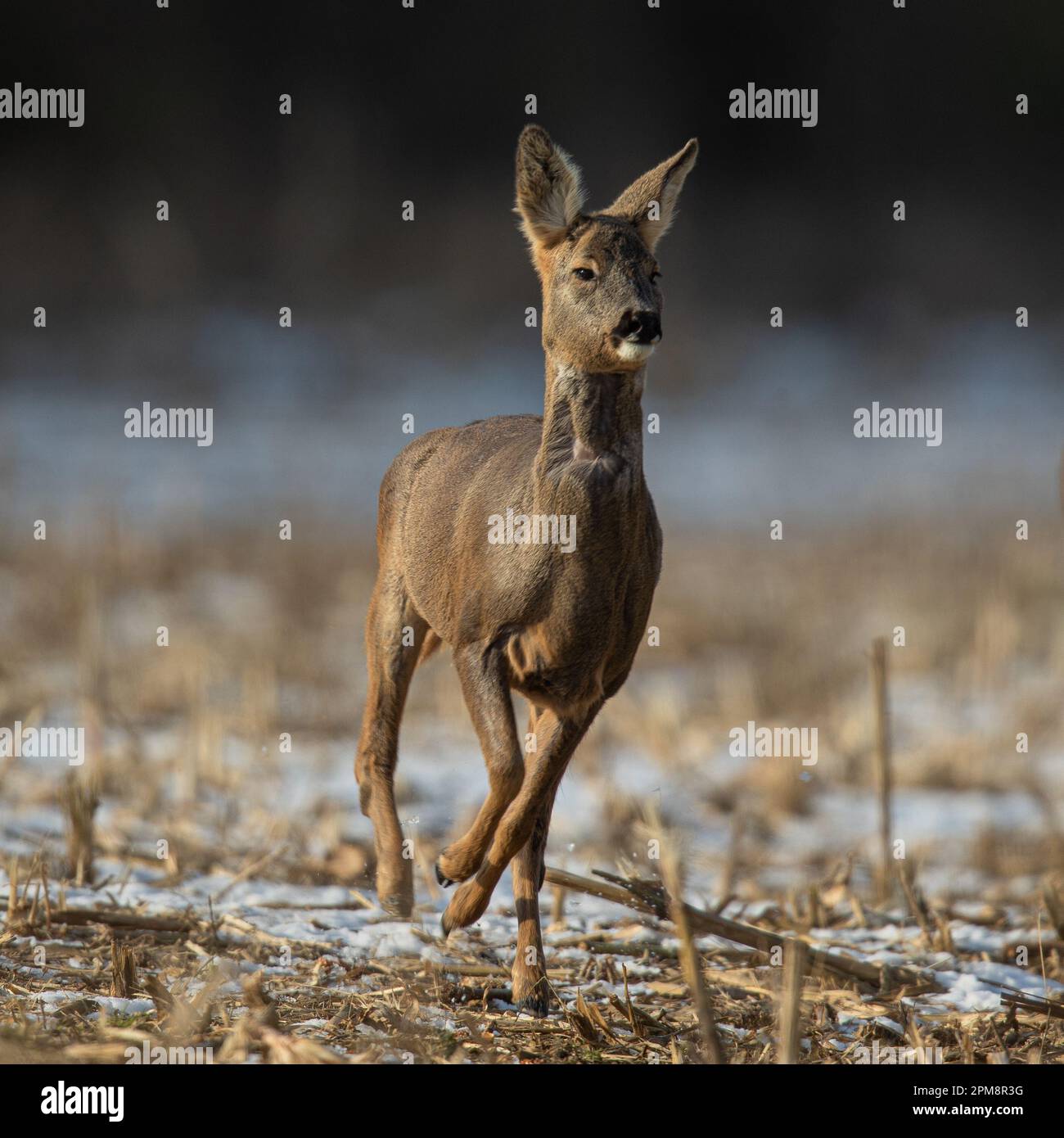 A close up of a Roe Deer (Capreolus capreolus) running across the snow ...