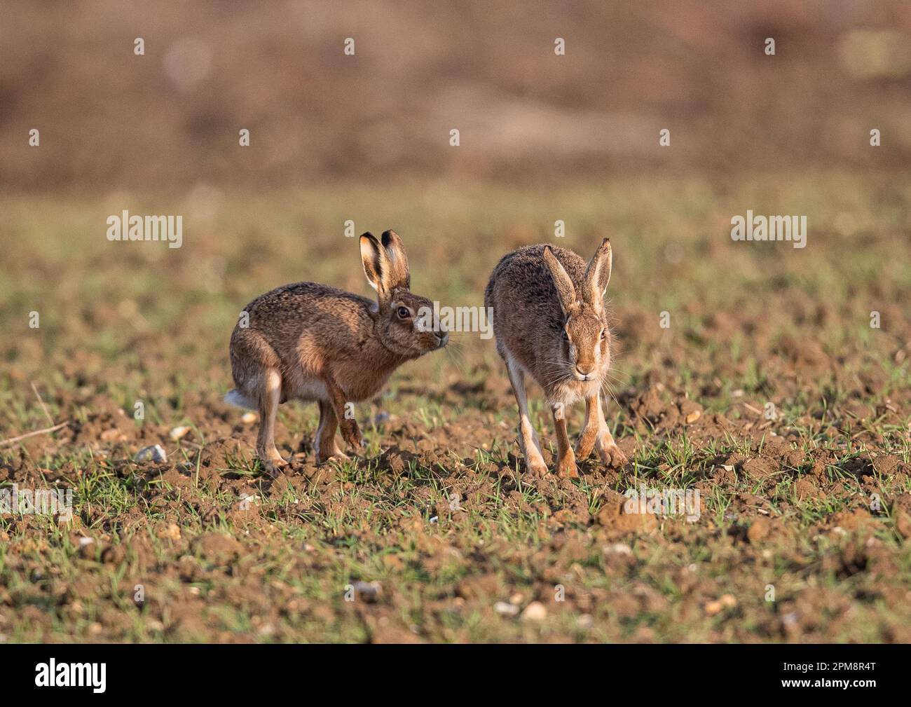 Two Wild Brown Hares ( Lepus europaeus) chasing each other in a ...