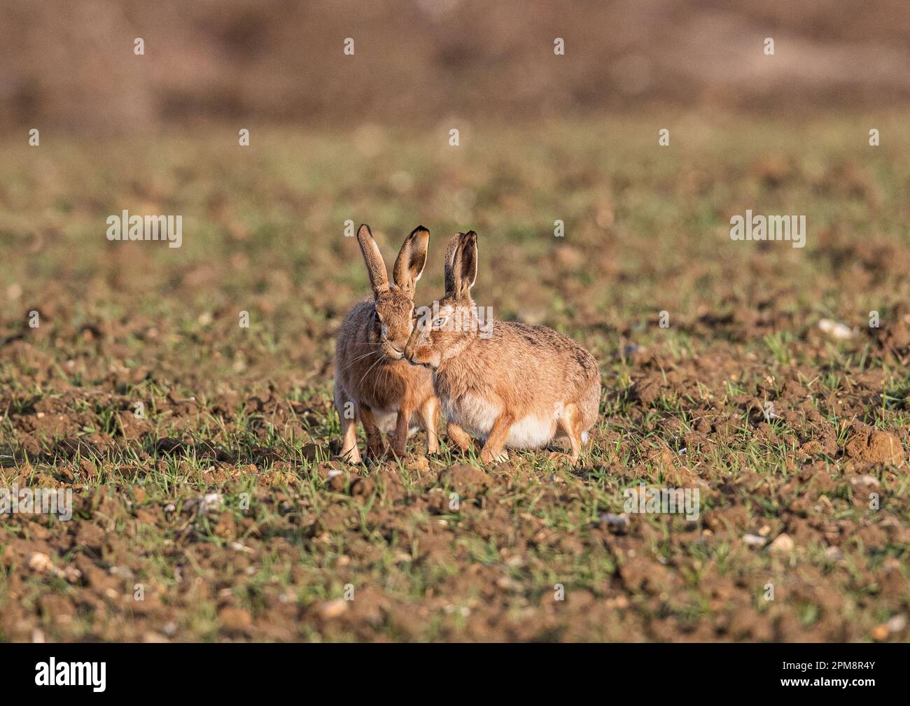 Give us a kiss .Two Wild Brown Hares ( Lepus europaeus) getting up ...