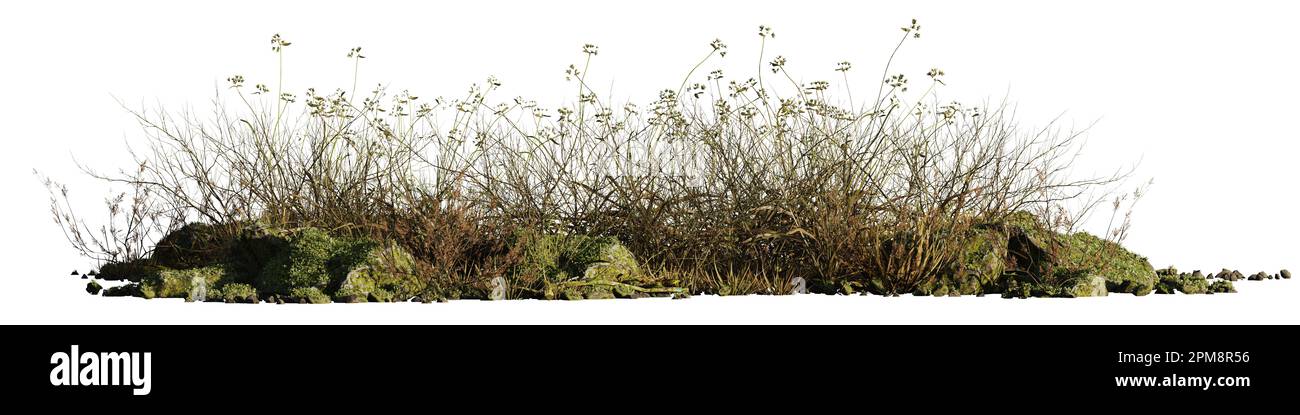 desert scene cut-out, dry plants isolated on white background Stock ...