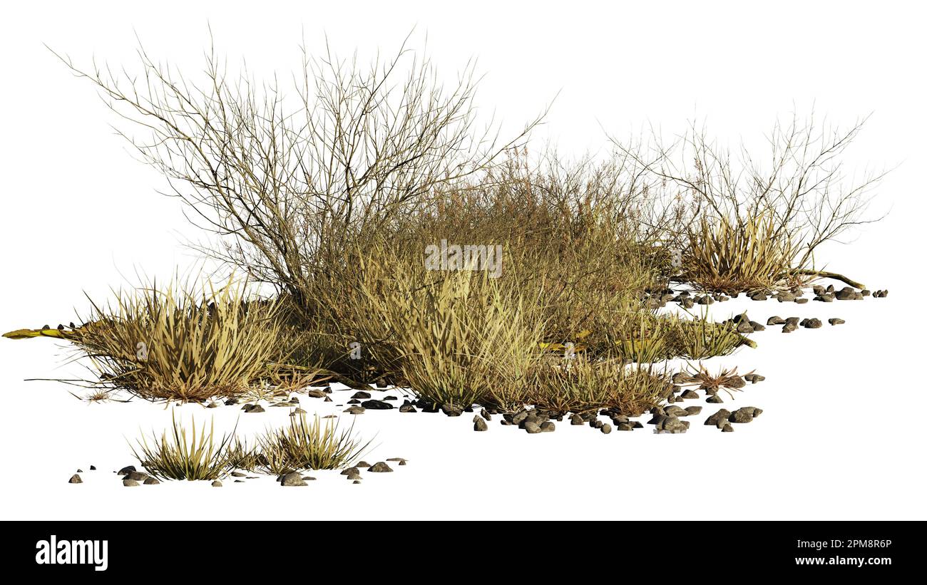 desert scene cut-out, dry plants isolated on white background banner ...