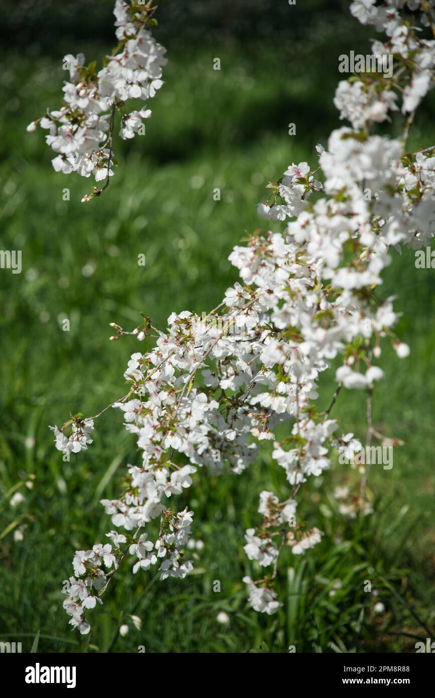 White spring blossom of ornamental cherry tree prunus The Bride in UK ...