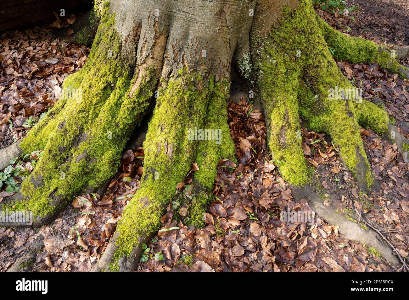 Moss growing on tree roots in the woods, surrounded by fallen leaves ...