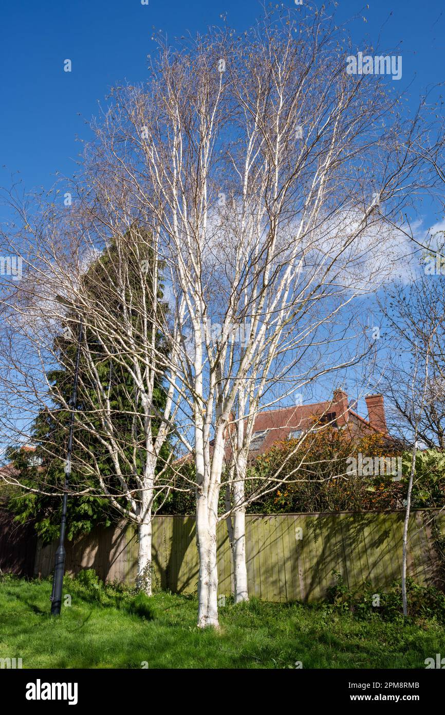 Vertical view of a group of silver birch trees in a suburb in early ...