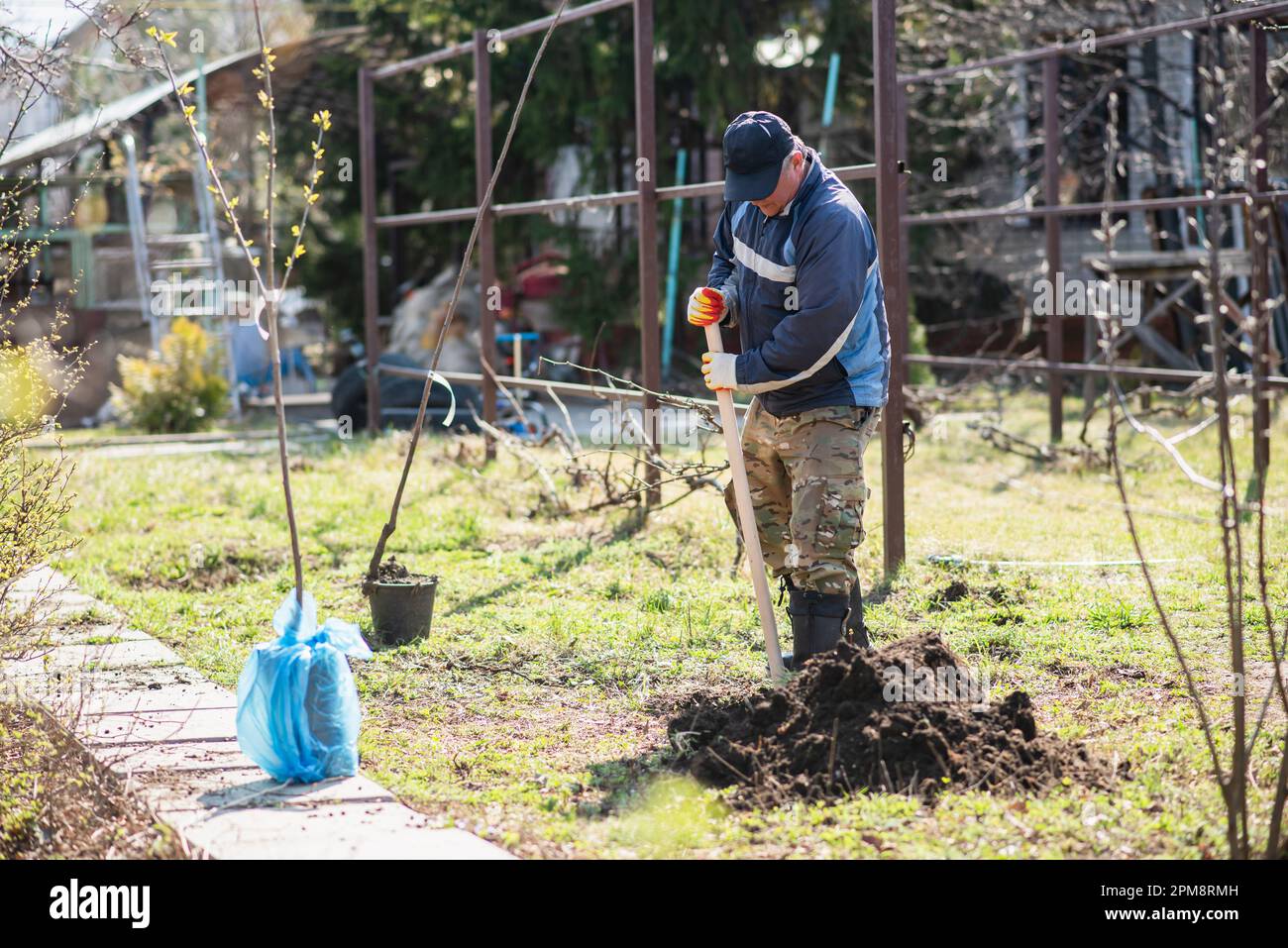 A man is planting a young tree in the garden. The farmer is digging the ...