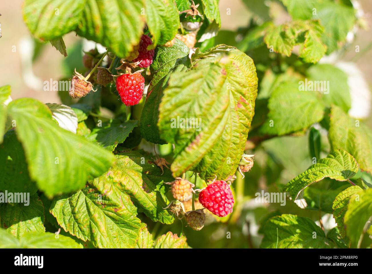 red ripe raspberry grows on a bush. Care of berry bushes Stock Photo ...
