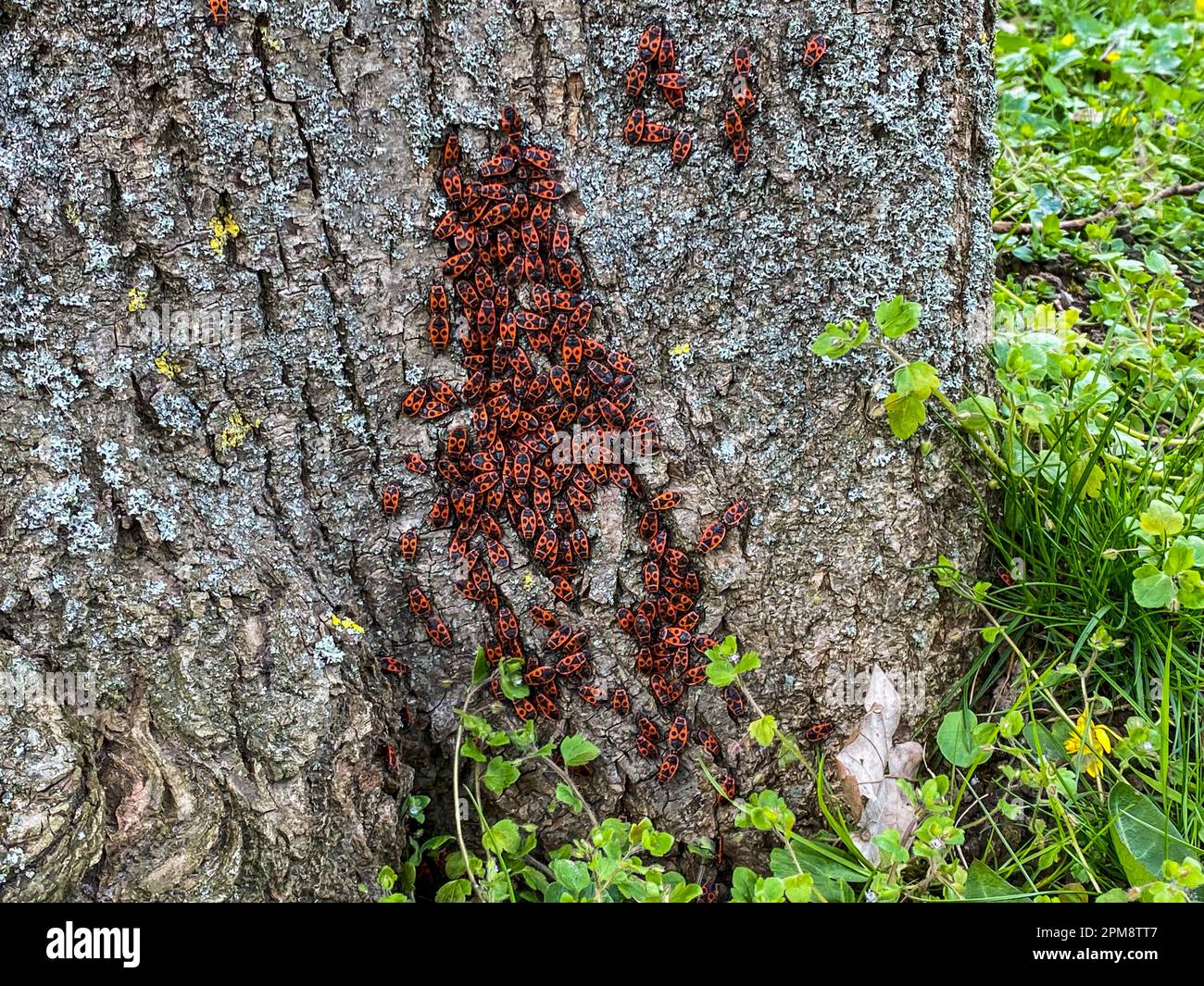 Large group of red fire bugs on a tree trunk Stock Photo - Alamy