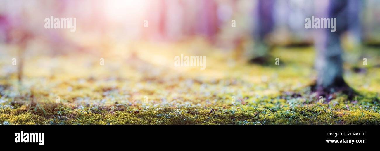 Forest blur panorama Stock Photo - Alamy