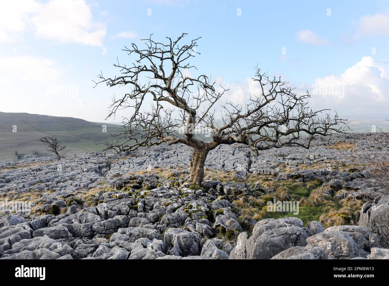 Tree growing out of a limestone pavement, Twisleton, Yorkshire Dales ...