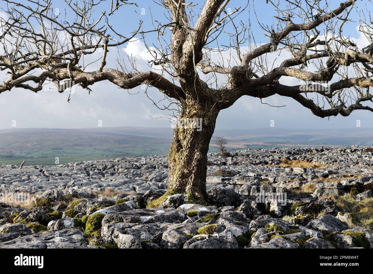 Tree growing out of a limestone pavement, Twisleton, Yorkshire Dales ...