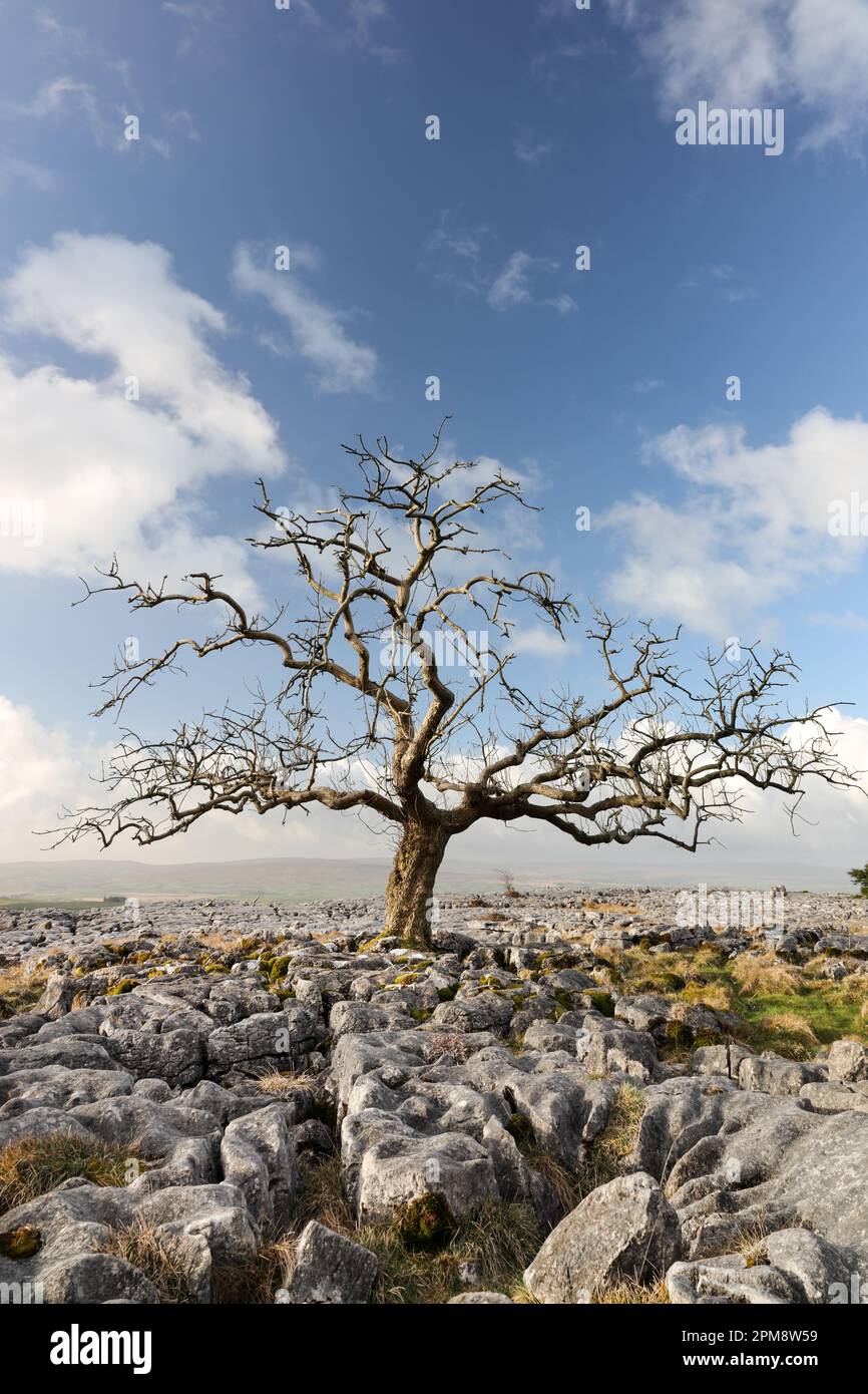 Tree growing out of a limestone pavement, Twisleton, Yorkshire Dales ...