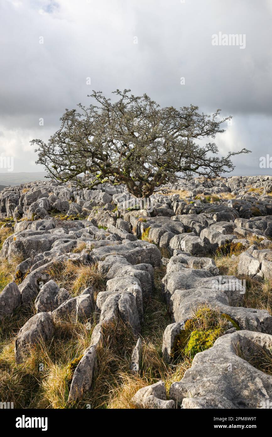 Tree growing out of a limestone pavement, Twisleton, Yorkshire Dales ...