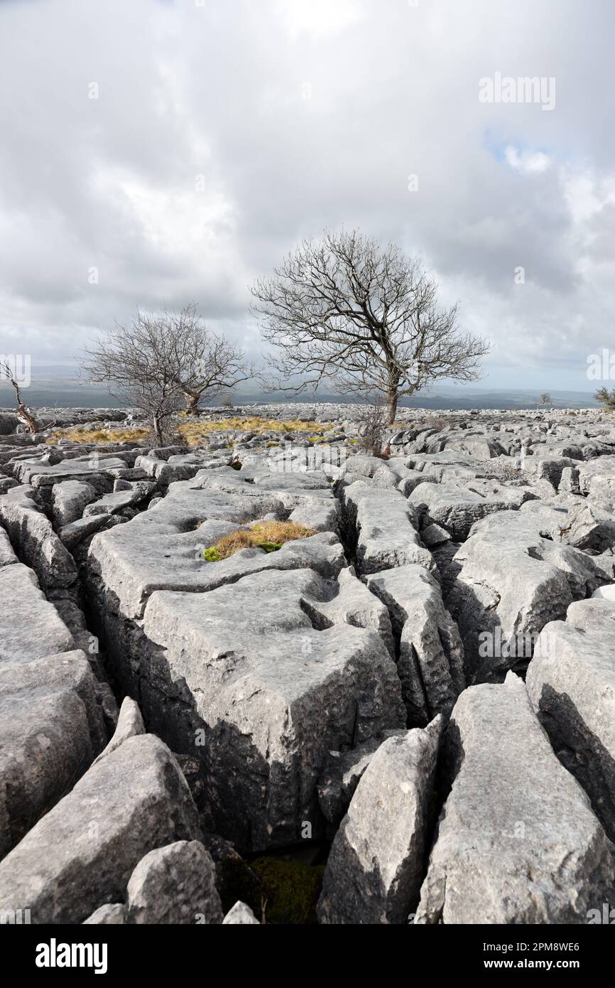 Trees growing out of a limestone pavement with the mountain of ...