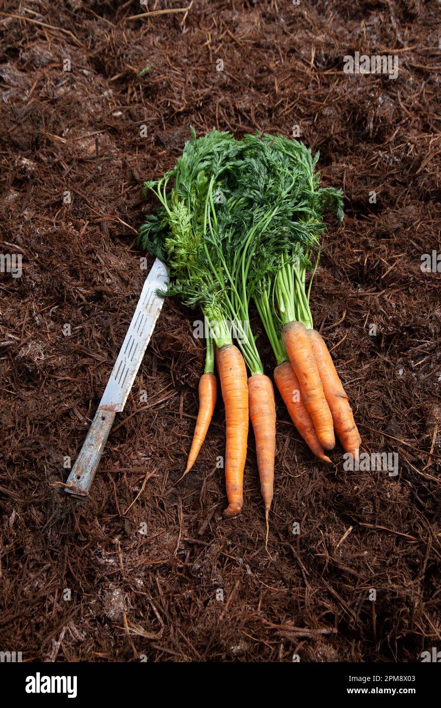 A top view of carrots and a knife placed in a bed of soil in an outdoor ...