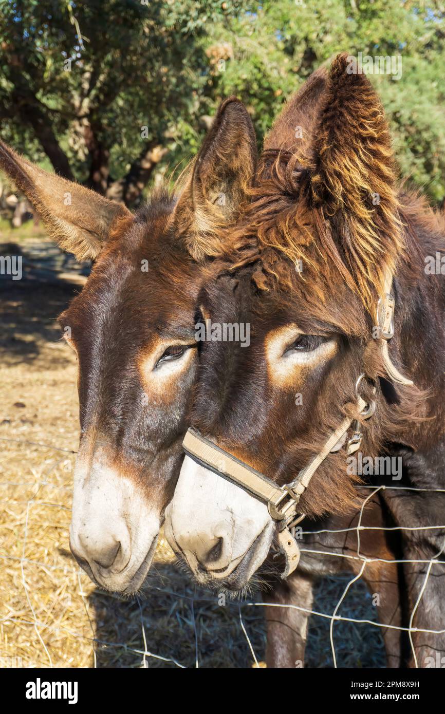 Brown Catalan donkey in a beige bridle with long hair on his ears on a ...
