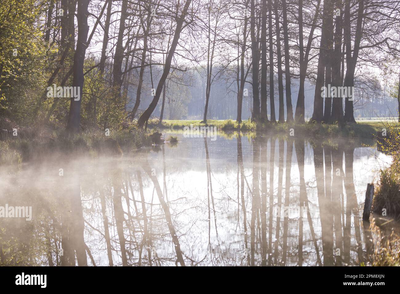 Raddusch, Germany. 12th Apr, 2023. A little fog billows over a stream ...