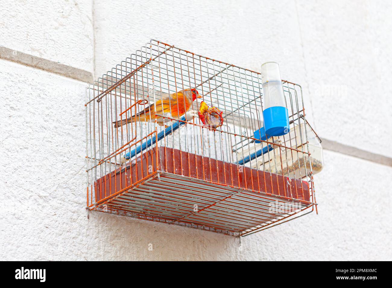 Canary bird inside cage hi-res stock photography and images - Alamy
