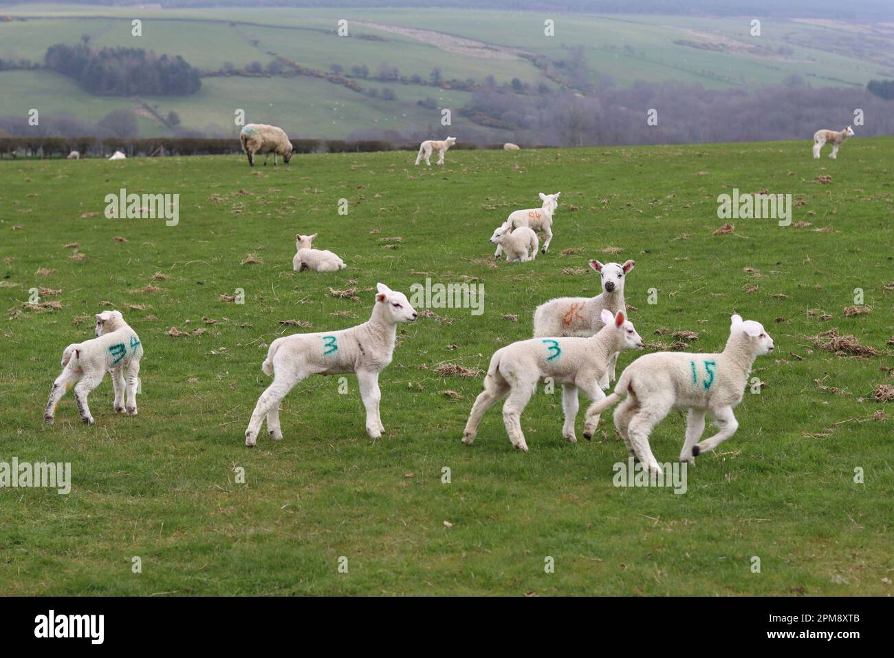 Large group of lambs playing in a grassy field in spring Stock Photo ...