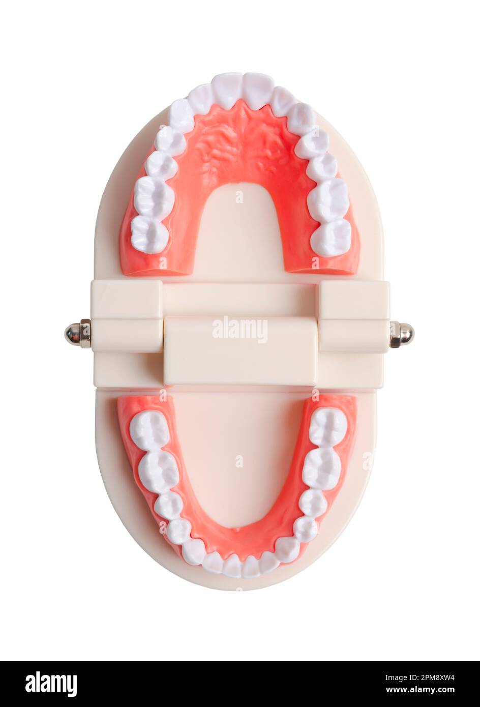 Teeth model isolated on white background, Save clipping path Stock ...