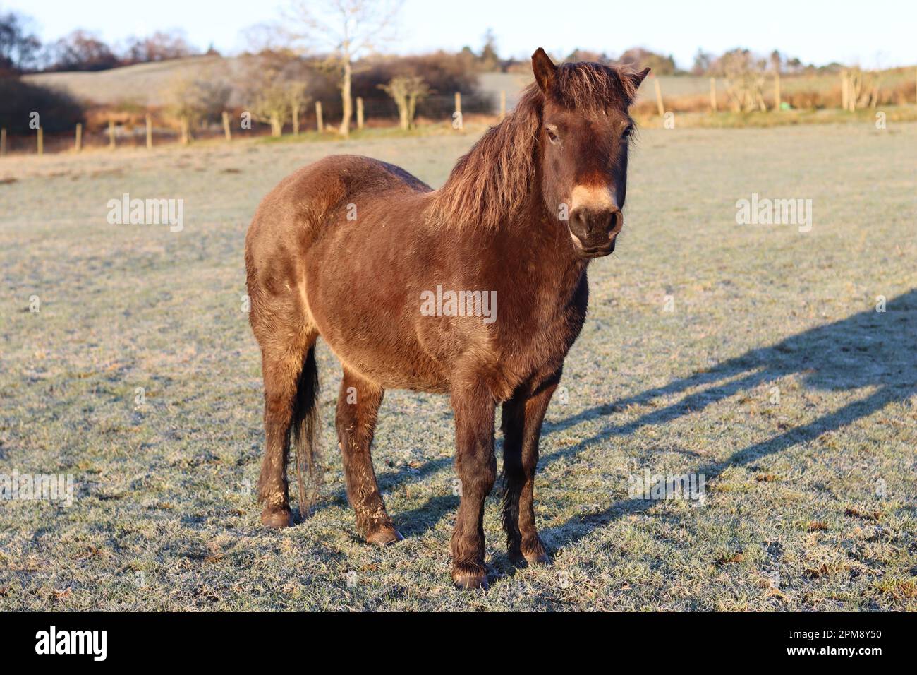 Exmoor pony head in close up hi-res stock photography and images - Alamy