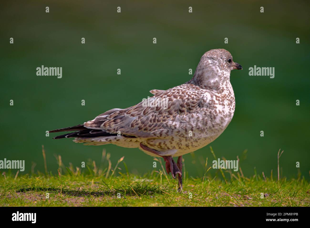 A tiny ring-billed gull standing in a grass field, looking sideways ...