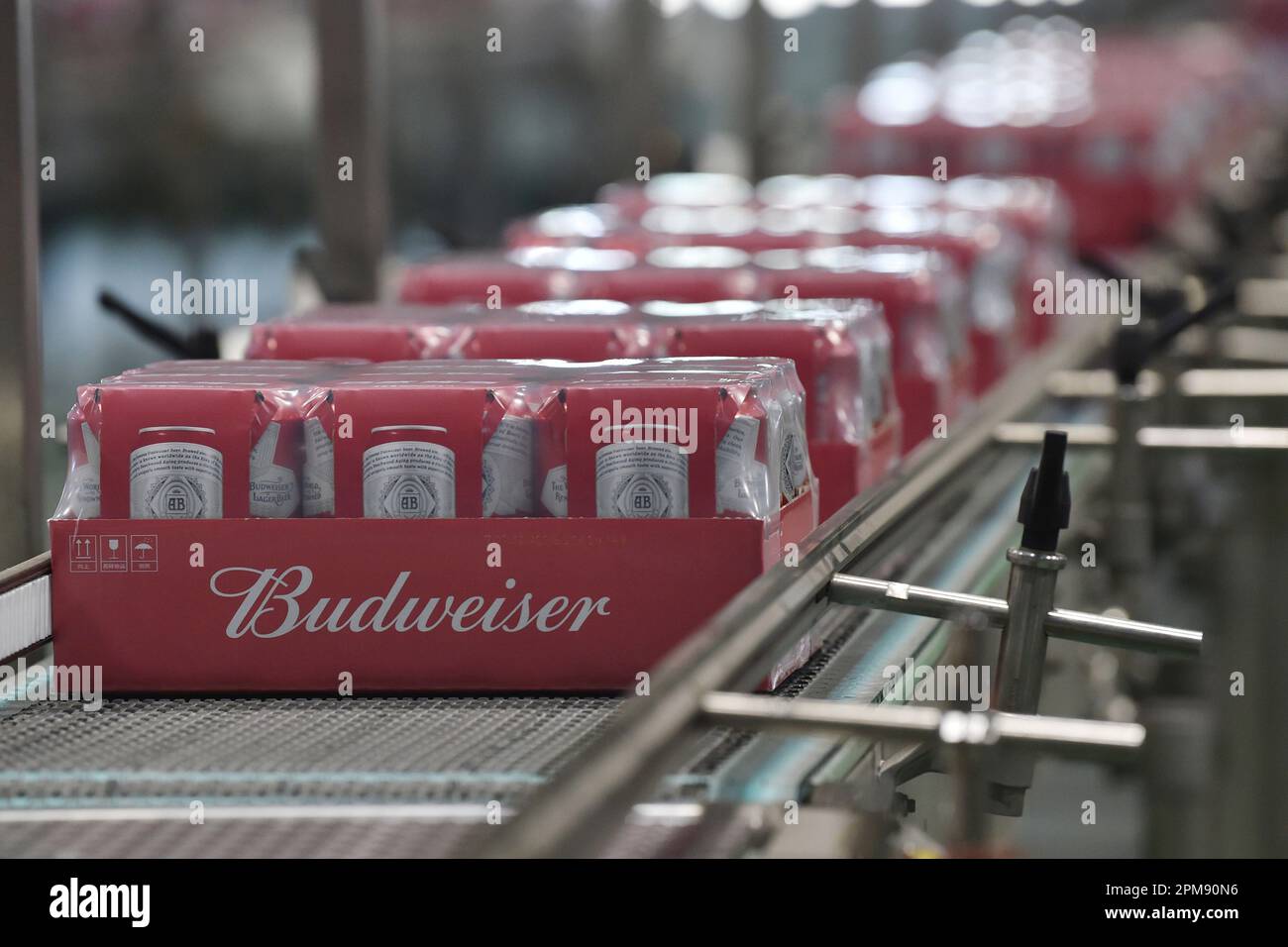 Packs of Budweiser beer move on the conveyor belt at a brewery of ...