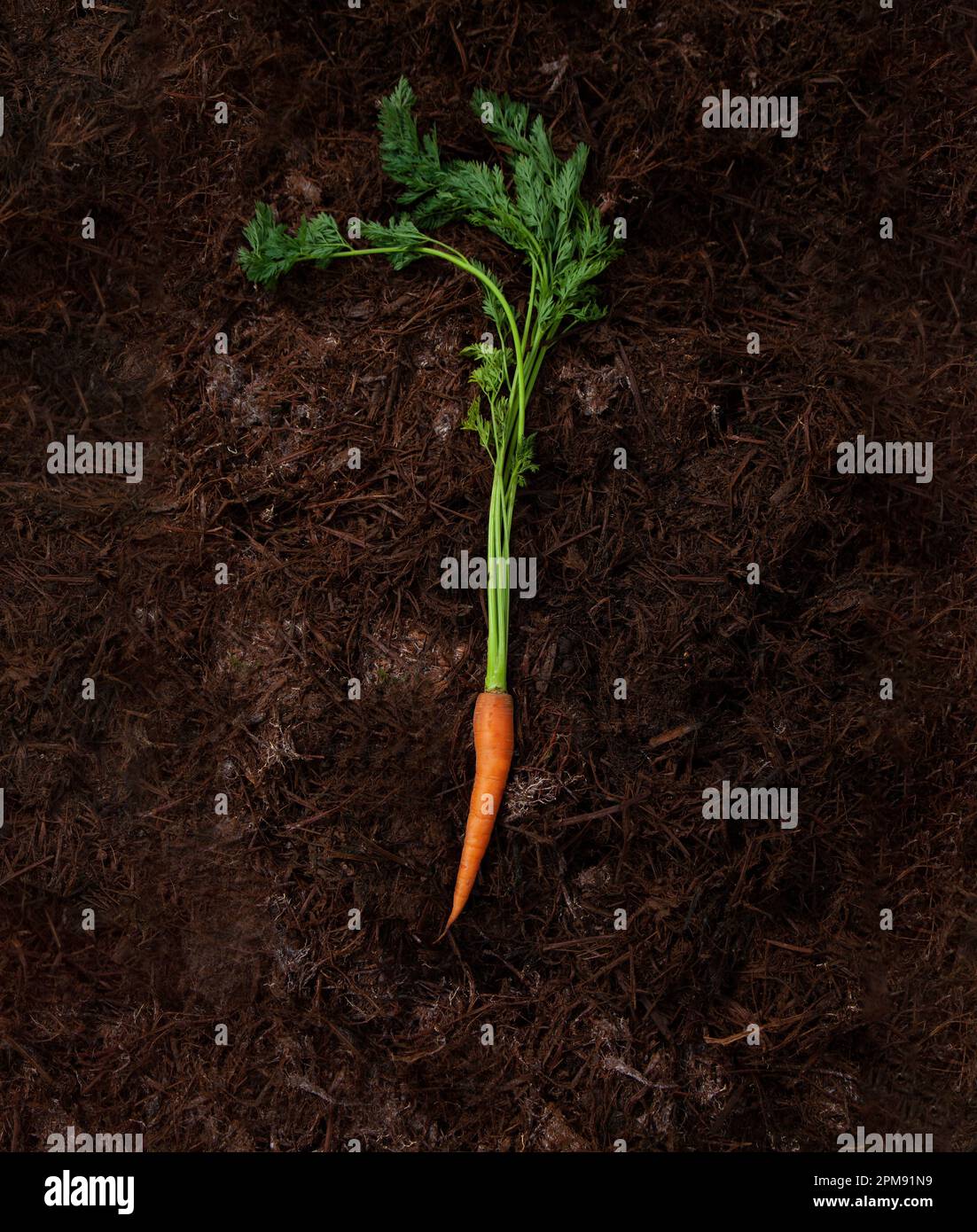 A close-up image of a single carrot laying in a bed of soil Stock Photo - Alamy