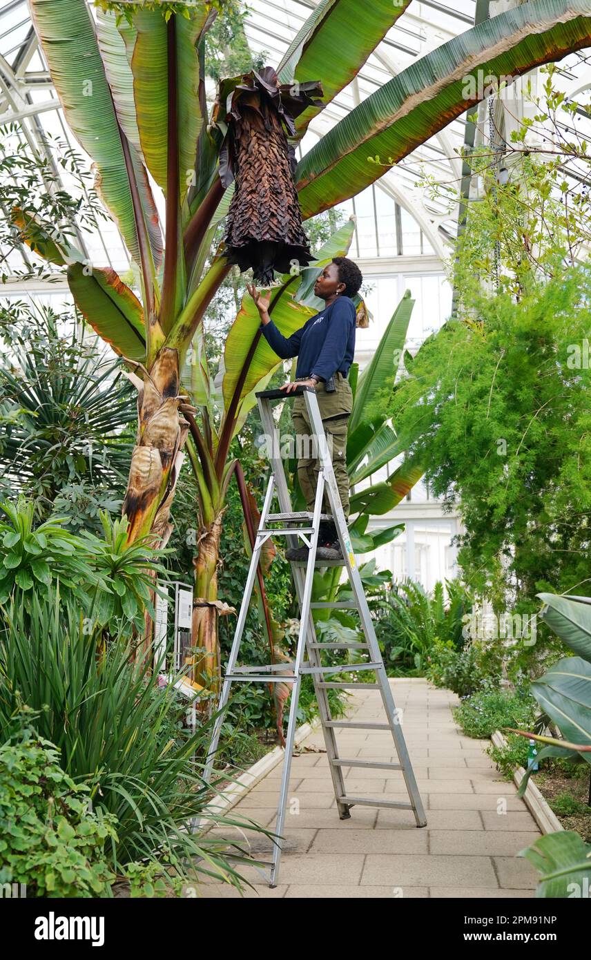 Enset tree at kew gardens hi-res stock photography and images - Alamy