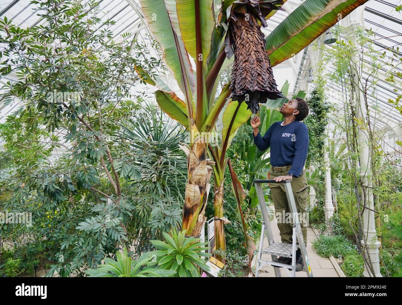 Enset, Ethiopia's remarkable 'tree against hunger', flowers for the ...