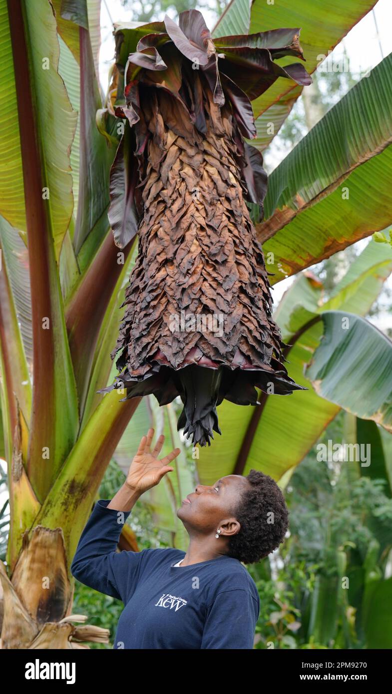 Enset, Ethiopia's remarkable 'tree against hunger', flowers for the ...