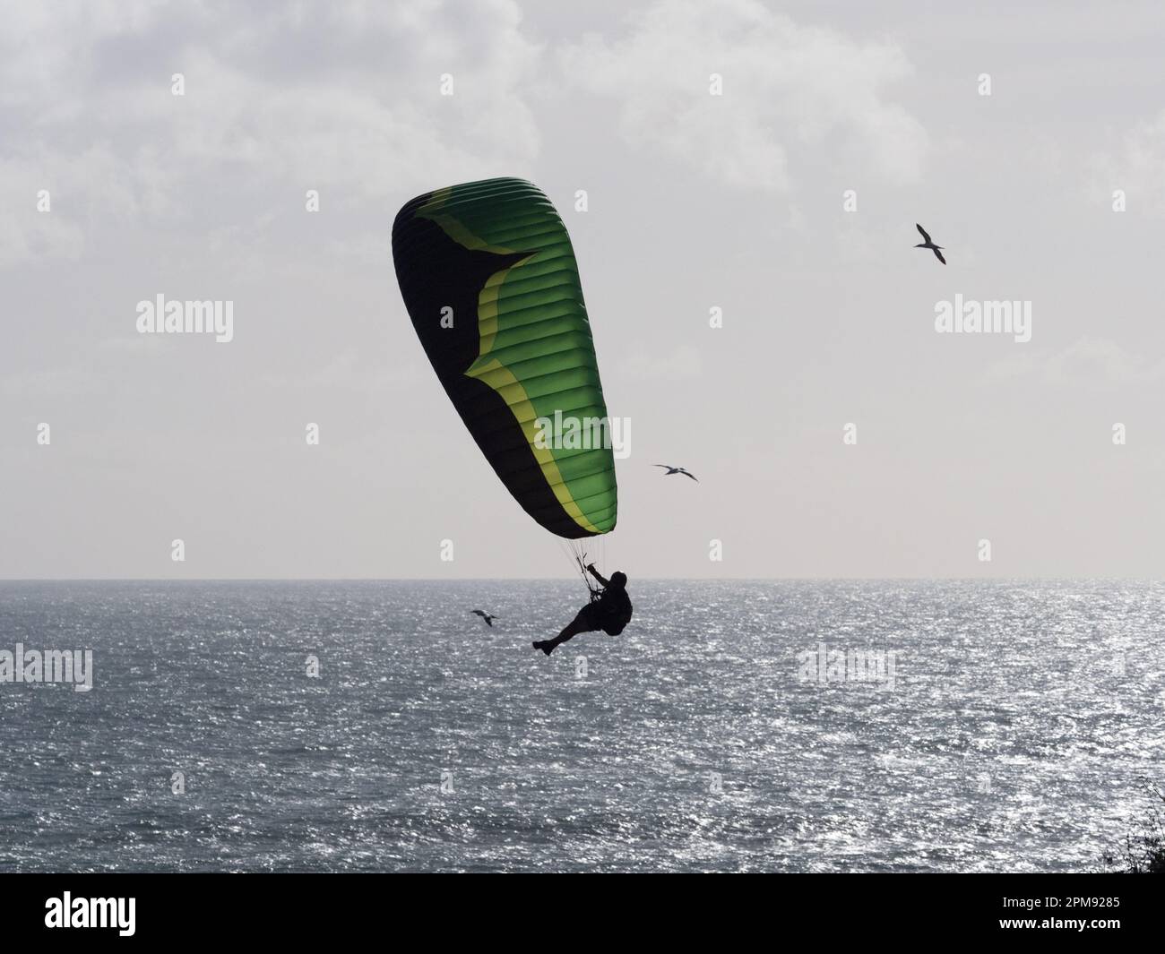 A paraglider flies over an ocean scene with birds flying in background ...