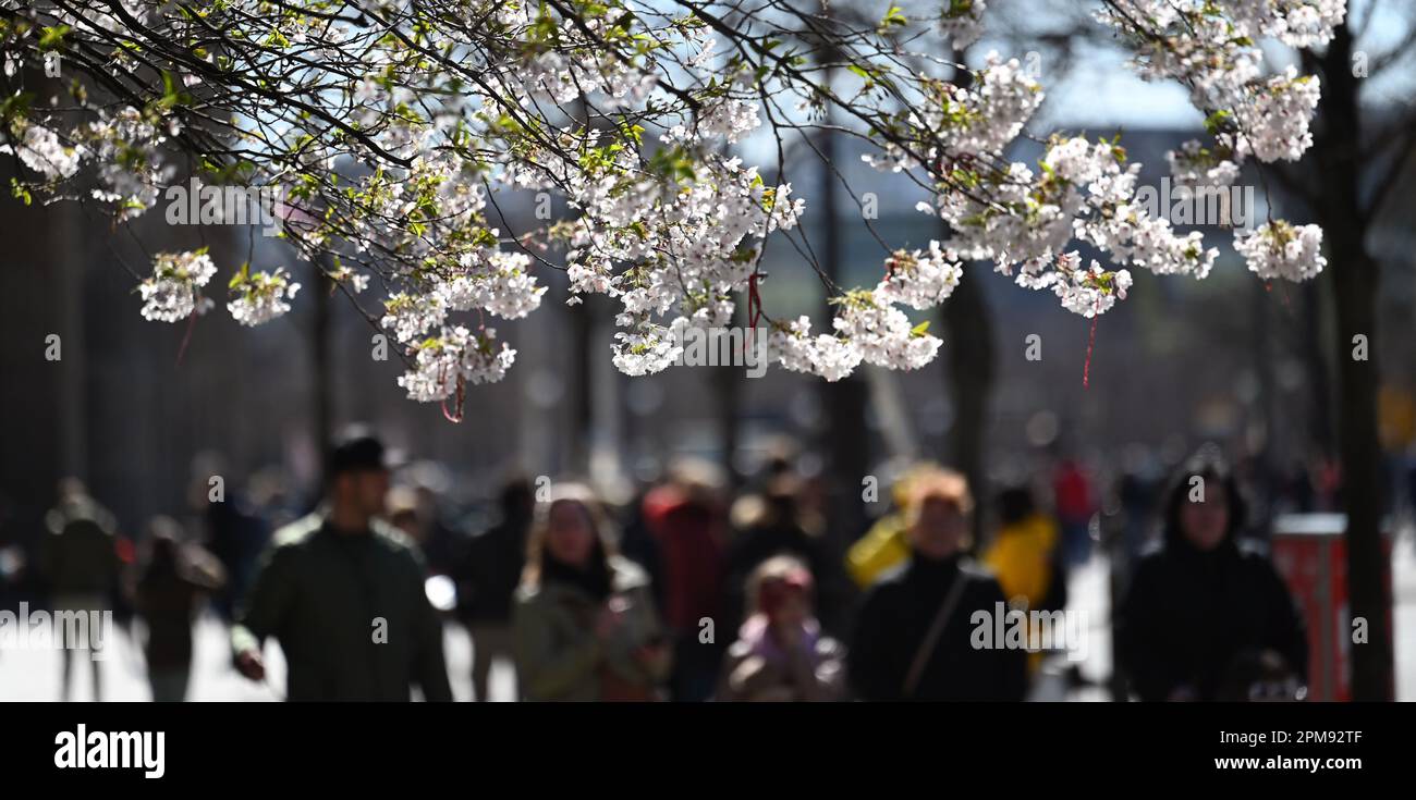 Berlin, Germany. 12th Apr, 2023. A family walks past blossoming trees ...