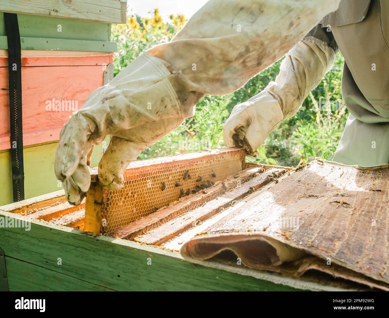 Beekeeper removing honeycomb from beehive. Person in beekeeper suit ...