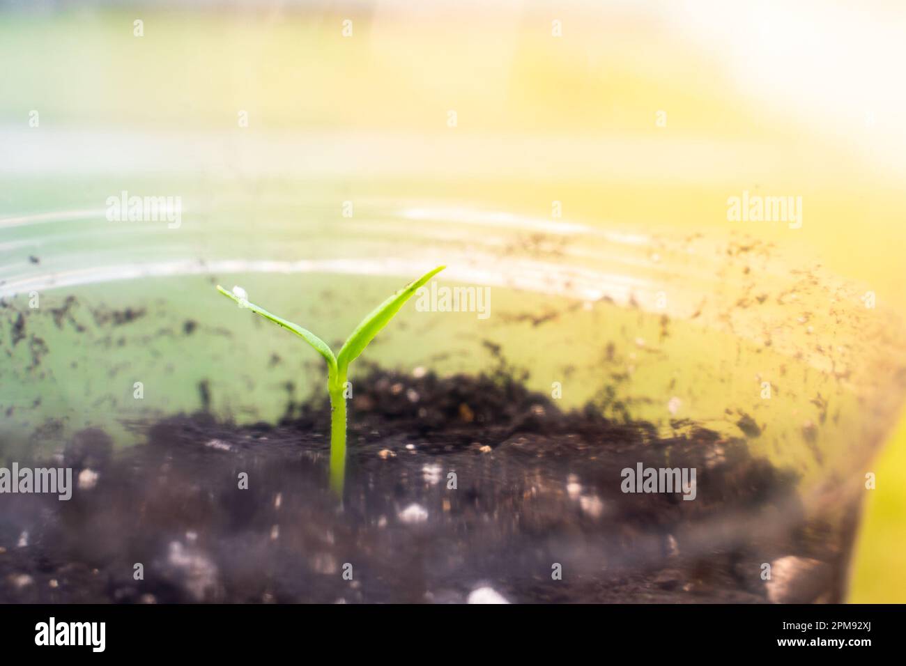 Sprouted seedlings from seeds close-up. Growing seedlings in spring on ...