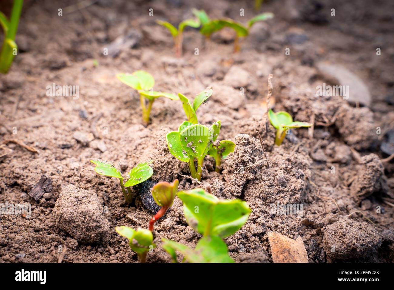 Sprouted radish close-up. Small green germinal leaves in vegetable ...