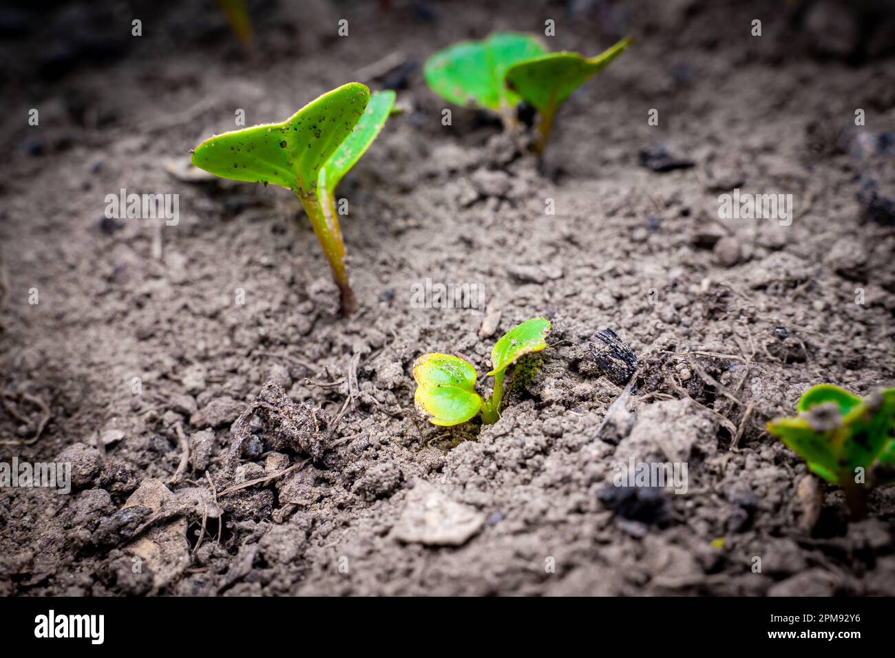 The first green shoots of radishes peck through the soil, close-up ...