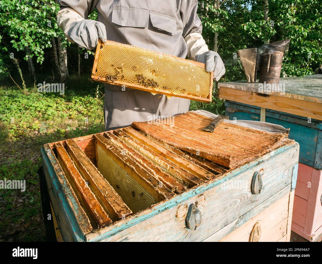 Beekeeper removing honeycomb from beehive. Person in beekeeper suit ...