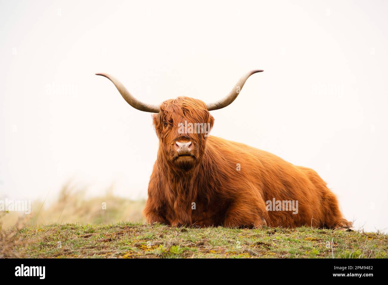 Scottish highland cattle, cow in the countryside, bull with horns on a ...