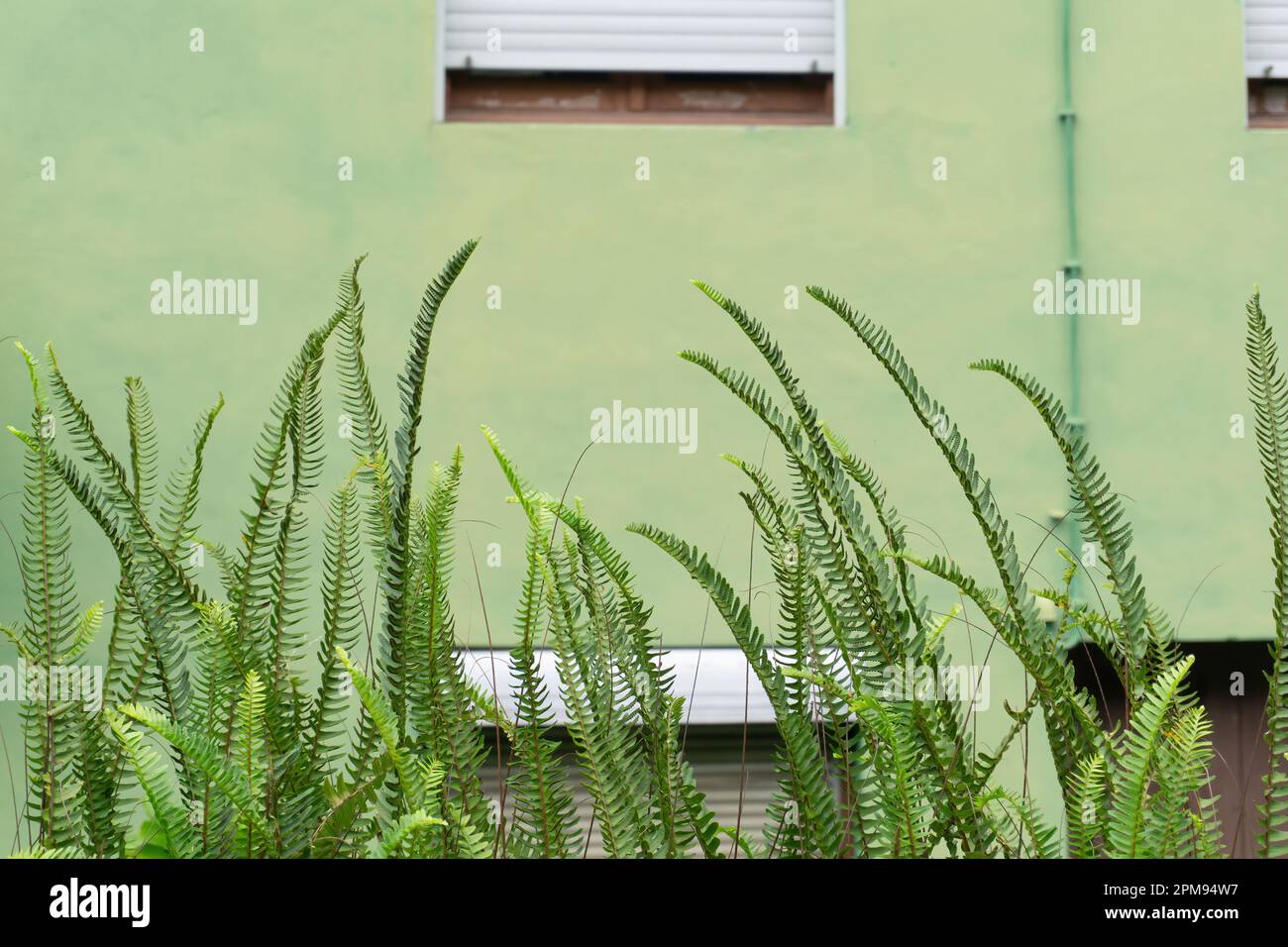 Fern growing in front of the green wall of the building background ...