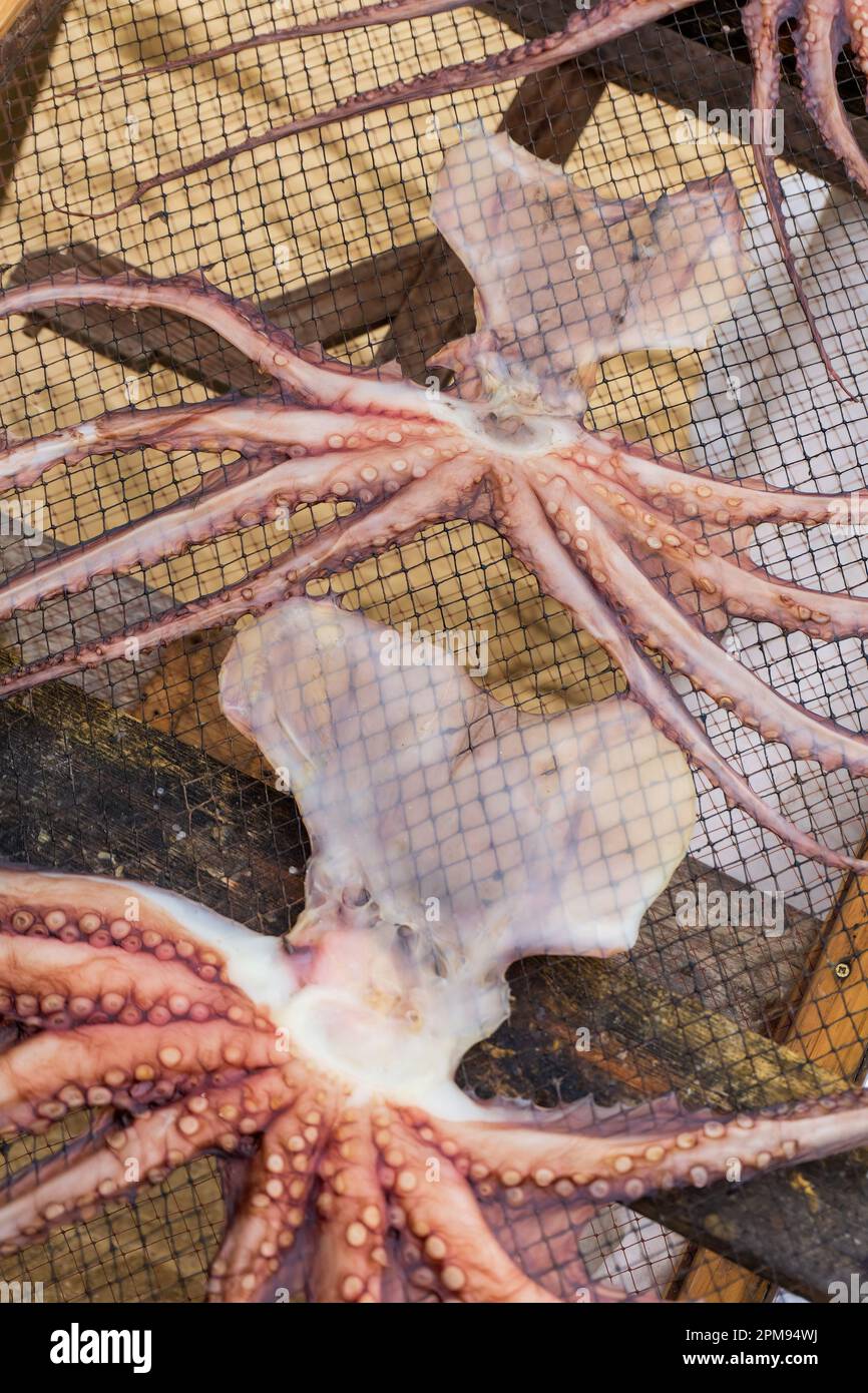 Octopuses dries on a net background Stock Photo - Alamy