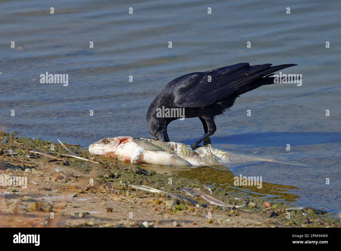 Carrion Crow - eating fish Corvus corone Abberton Reservoir, Essex ...