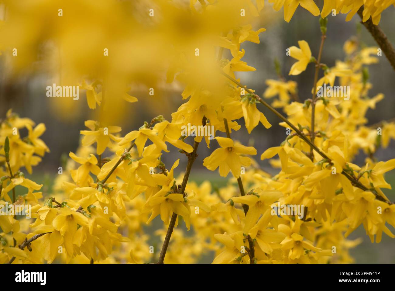 Animali in giardino hi-res stock photography and images - Alamy