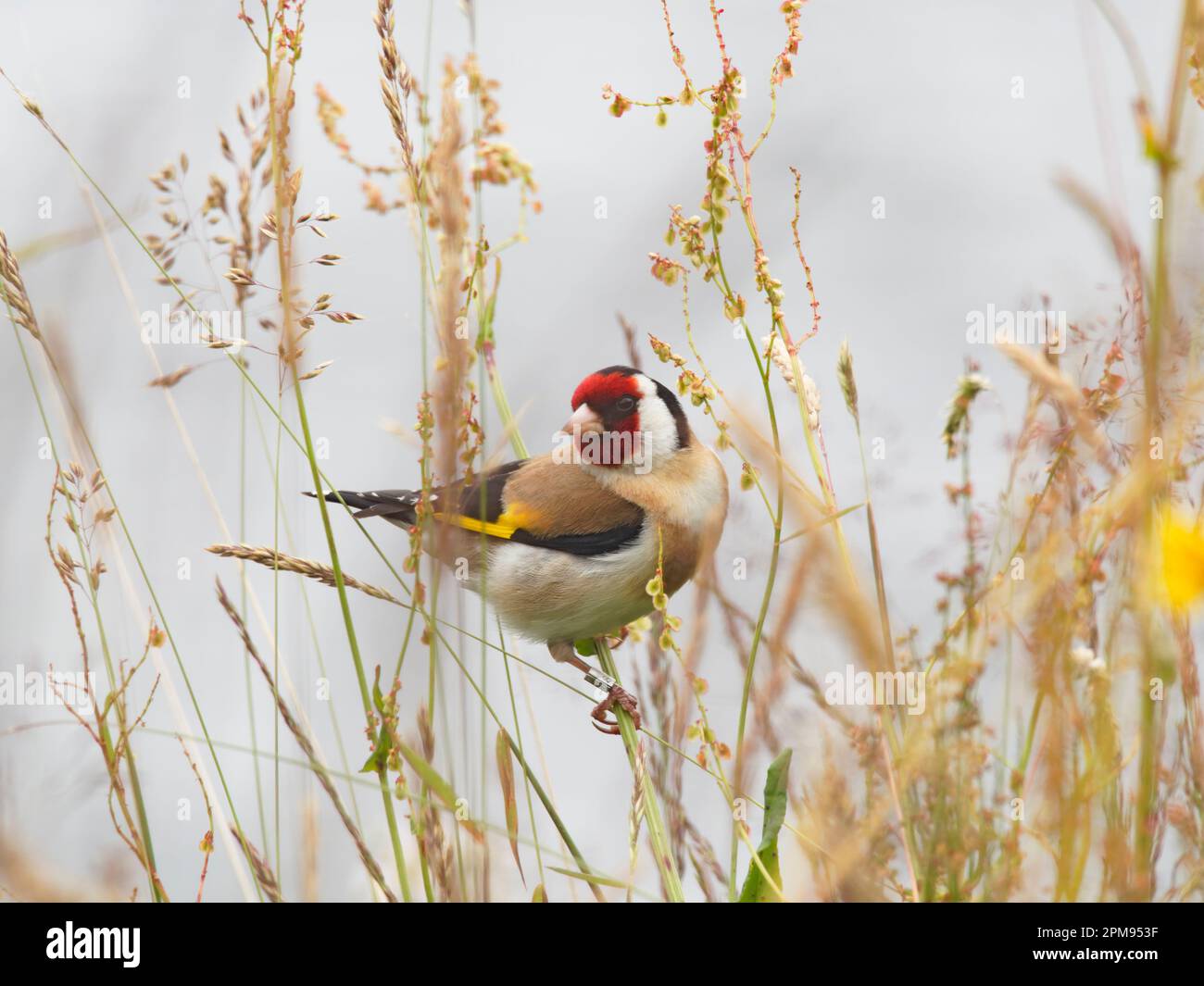 Finches and feeding hi-res stock photography and images - Alamy