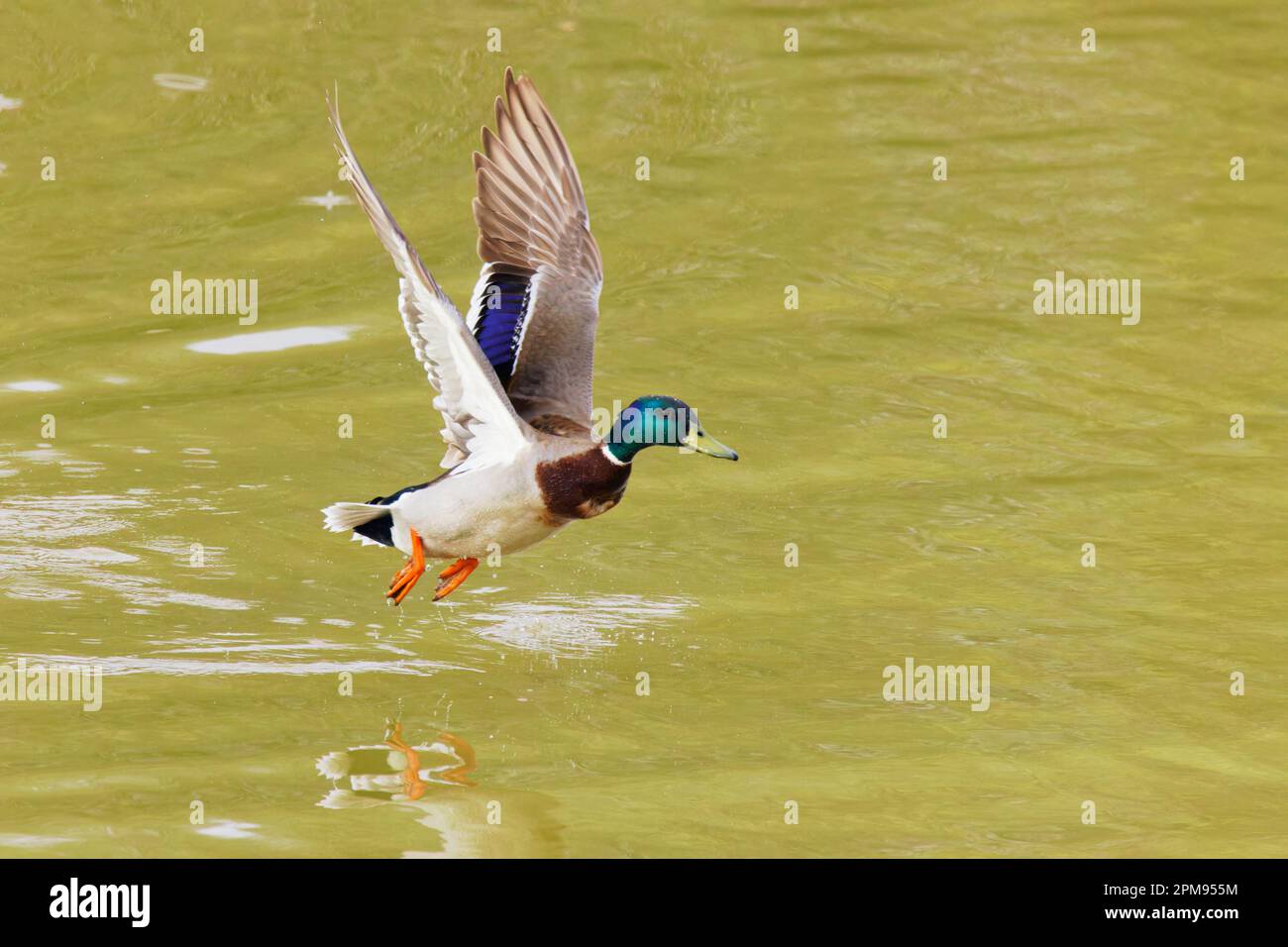 Mallard Drake Taking Off Anas Platyrhynchos Essex Uk Bi035960 Stock