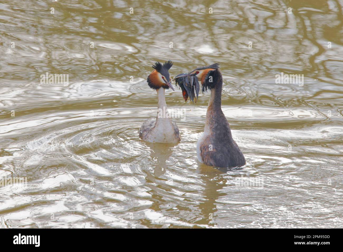 Weed dance hi-res stock photography and images - Alamy