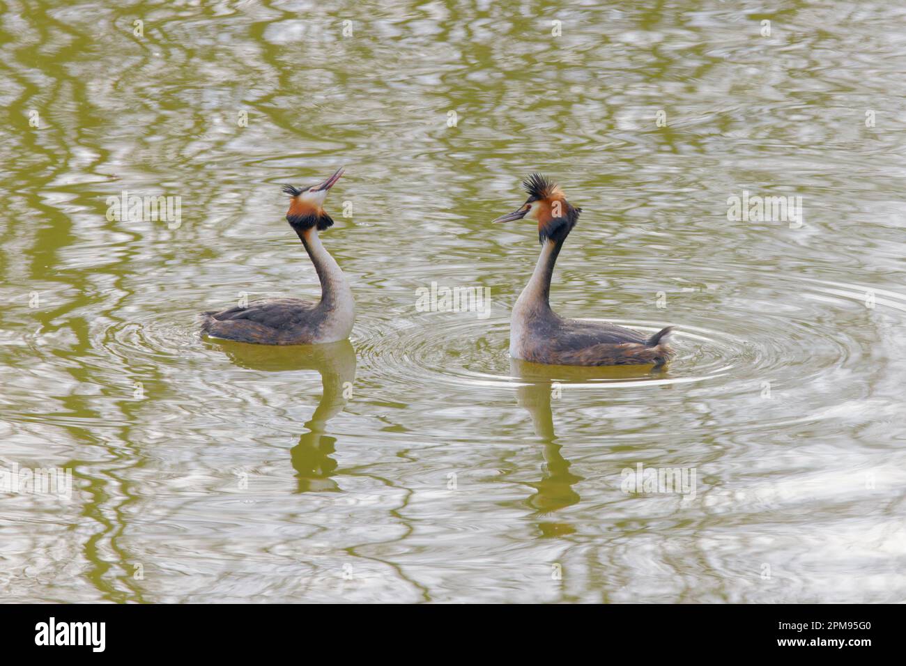 Great Crested Grebe - courtship display Podiceps cristatus Essex, UK ...